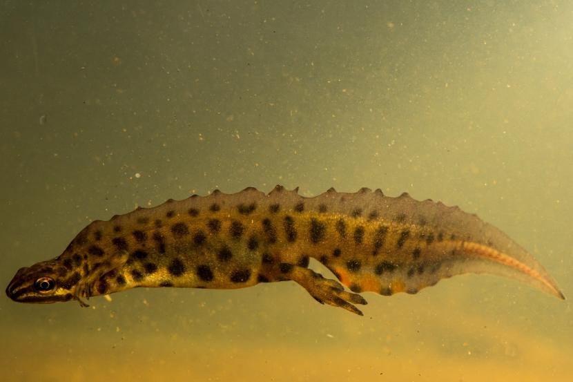 Newts | NatureScot