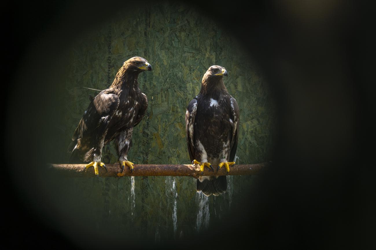 Pioneering conservation project reveals new record number of golden ...