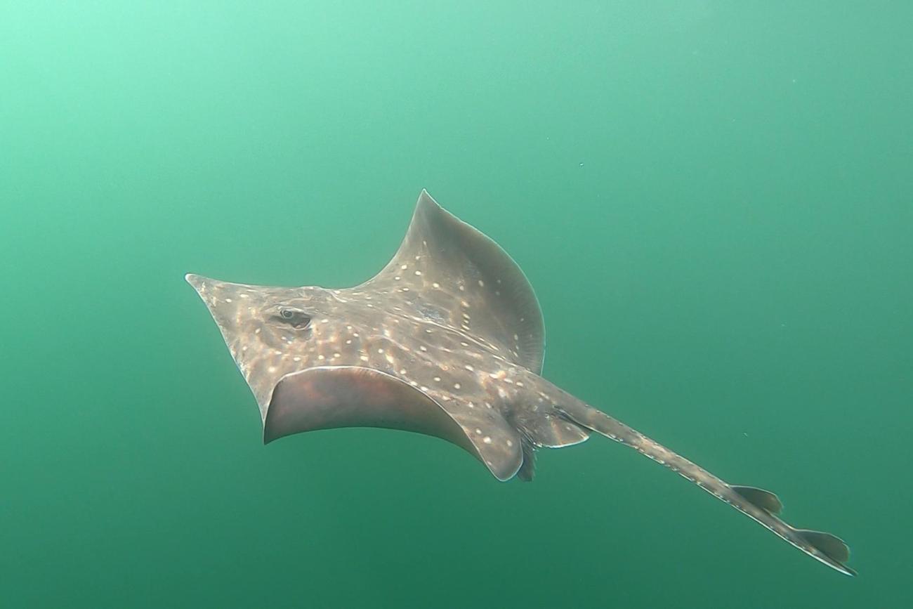 Collaborative study finds evidence of flapper skate recovery in ...